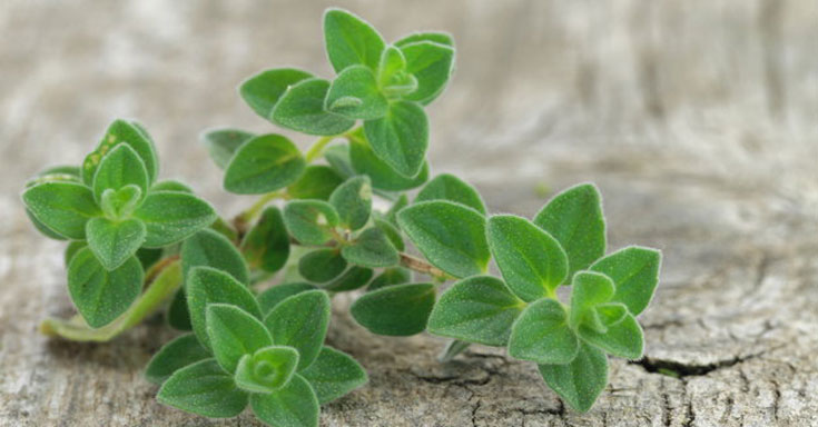 AcuDetox Clinics South Africa Health benefits of Oregano - AcuDetox ...